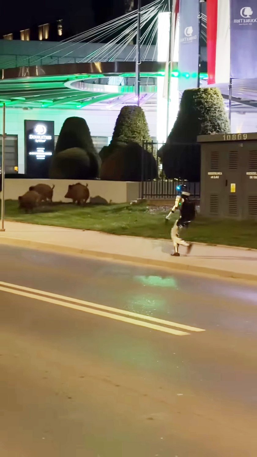Edward Warchocki gonił dziki w Warszawie. Nagranie hitem na świecie