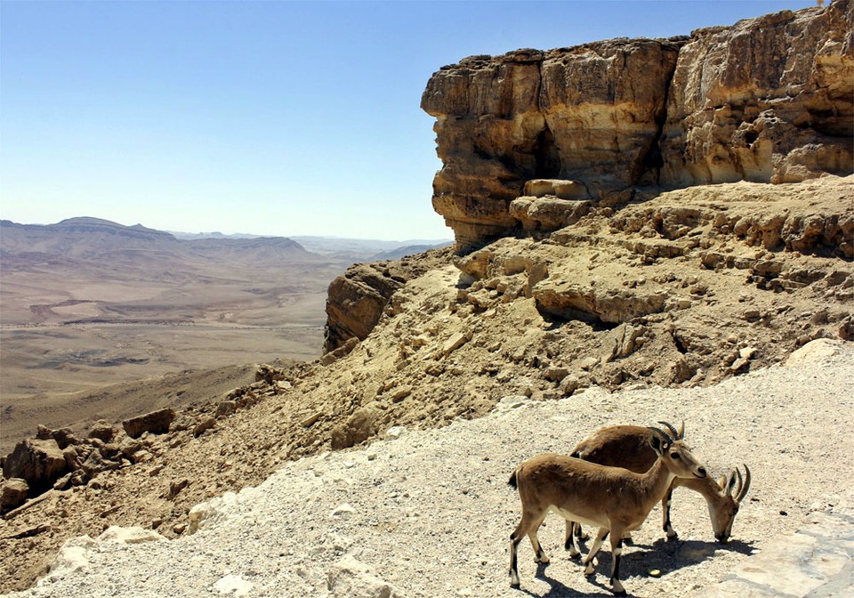 Palestyna - święta ziemia - Podróże