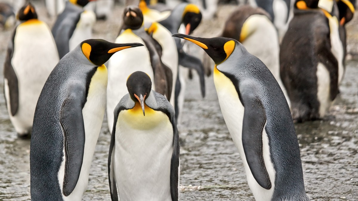 Australijski ministar o carinama SAD: "Jadni pingvini, ne znam šta su ...