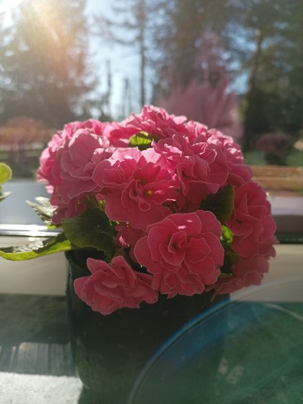 Prymule, czyli pierwiosnki – oznaka wiosny! - Styl życia