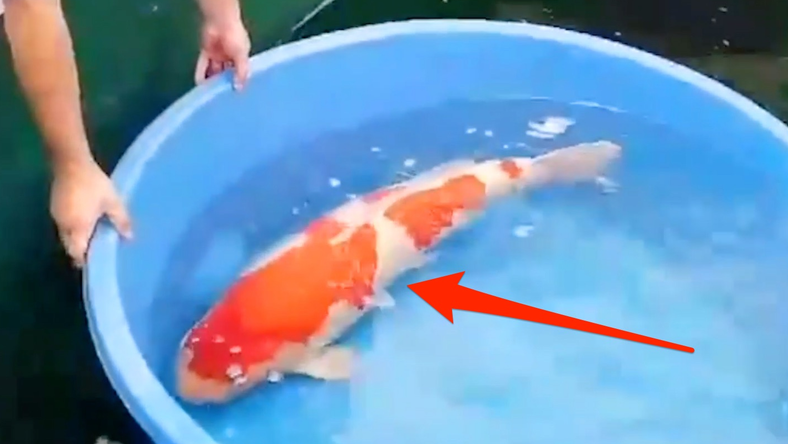This fish sold for $1.8 million — here's why some koi fish are so ...