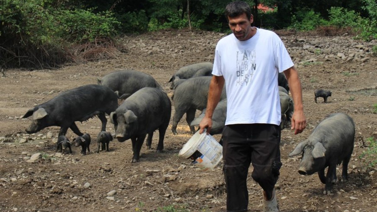 FAJFERICE PONOVO NA KOZARI Gradsku vrevu zamenio farmom autohtone sorte ...