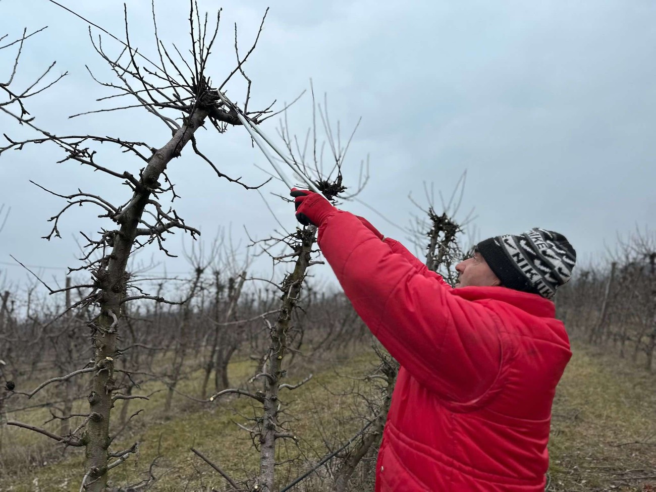 Rezidba voća u čačanskom kraju: Ključni saveti za uspeh u voćarstvu