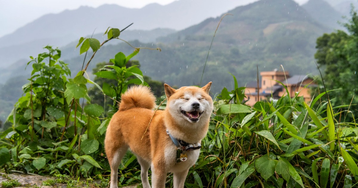 Scientists discovered which dogs live the longest after studying 155 ...