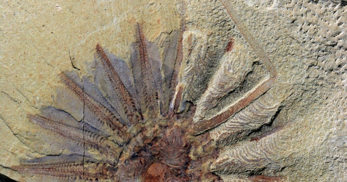 This ancient sea creature had 18 tentacles that funneled food into its ...