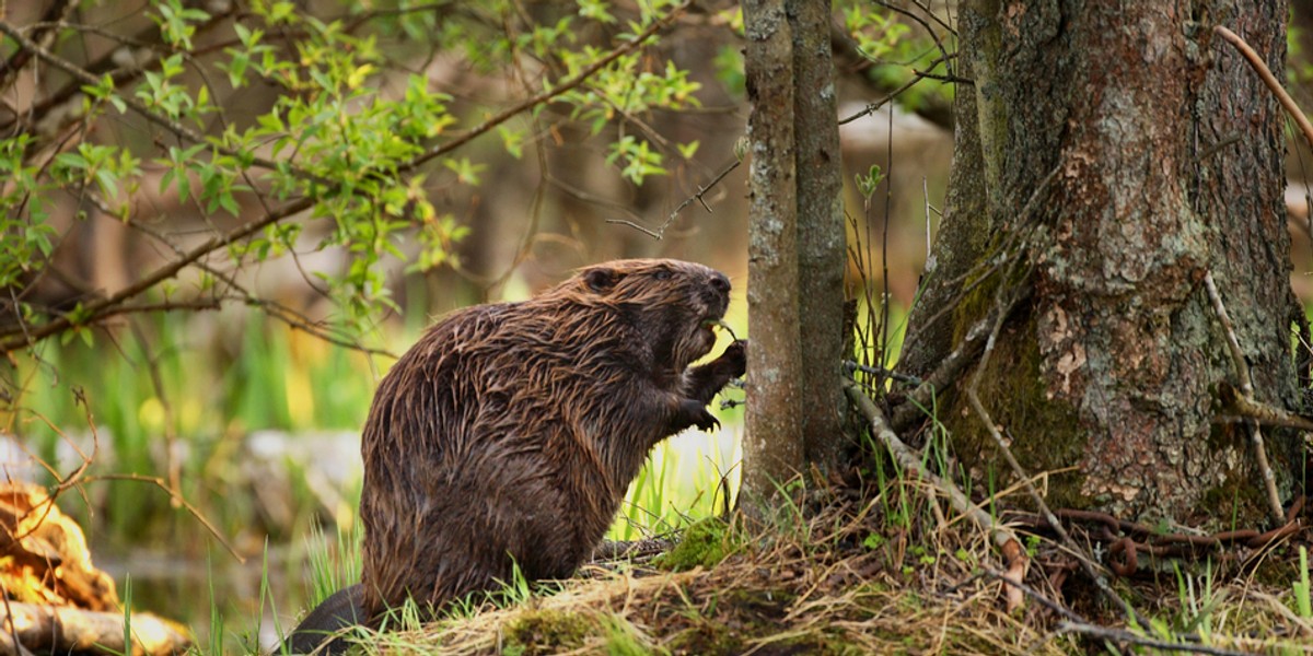 W Tatrach pojawiły się bobry, pierwszy raz w historii - Wiadomości