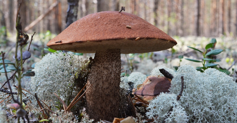 Grzyby jadalne - wartości odżywcze, rodzaje, właściwości i przeciwwskazania