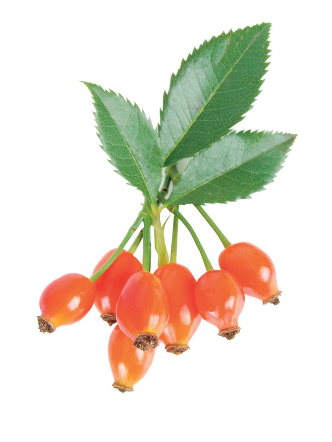 20 najlekovitijih čajeva: Biljna pomoć kod mnogih tegoba - Zena.rs