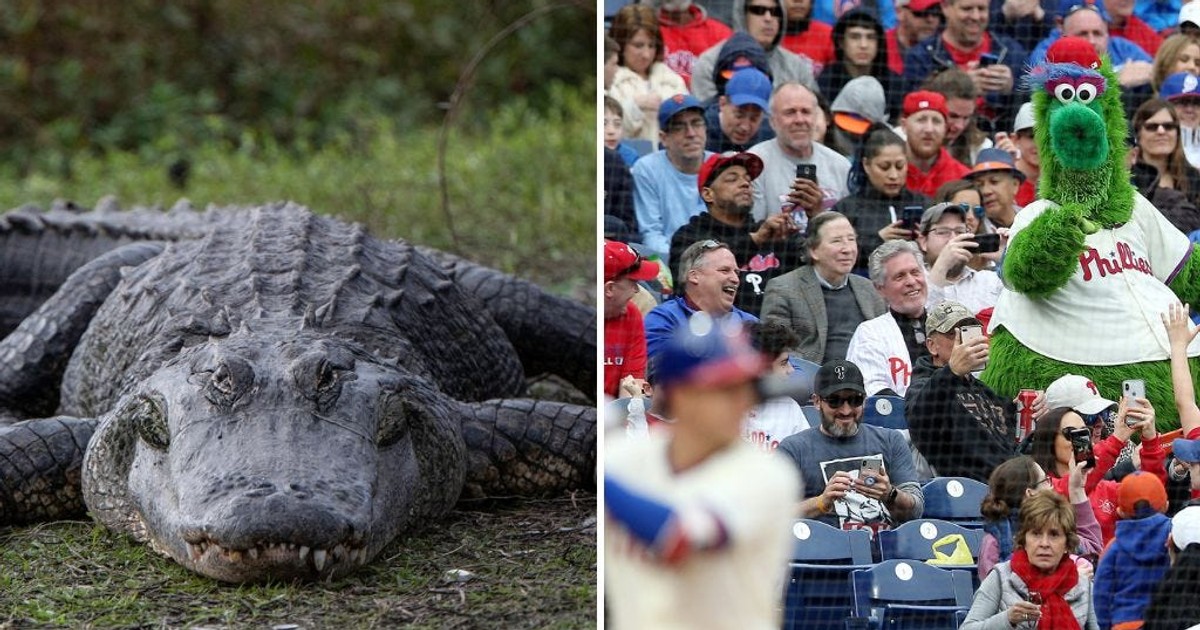 A guy tried to bring his emotional support alligator Wally to see a ...