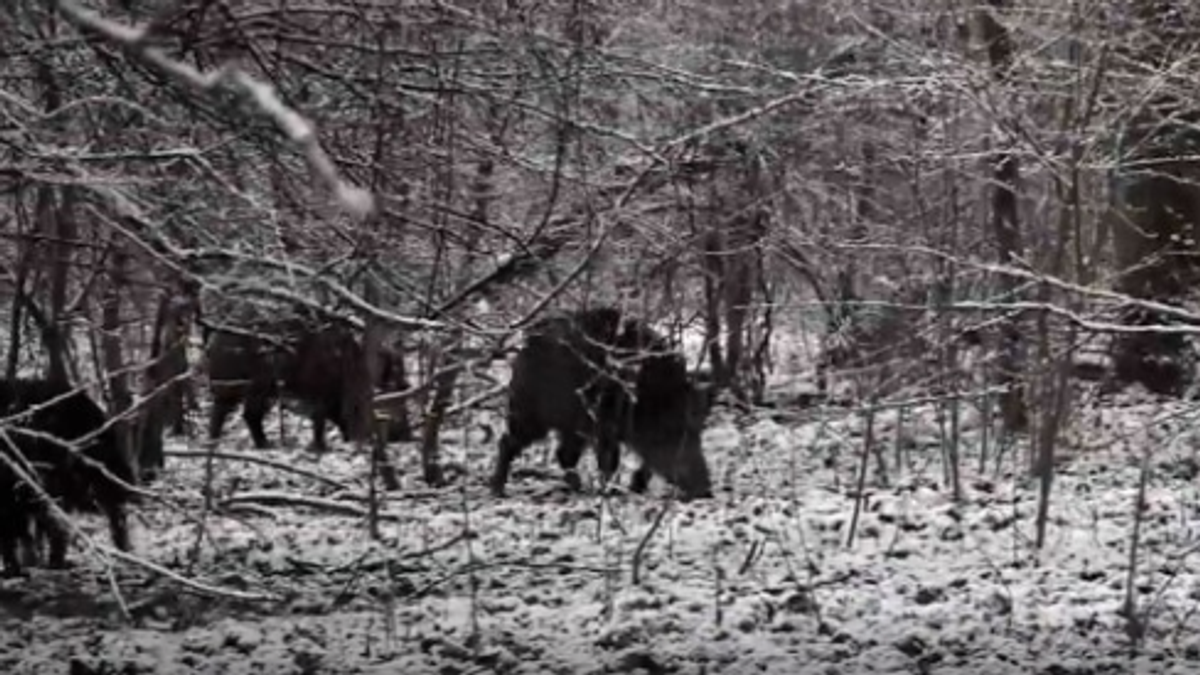 Imaju i po 200 kila, odlični su plivači, najbolje je da im ne prilazite ...