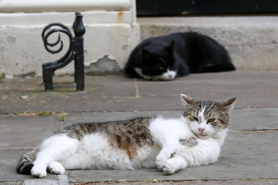 Sławne zwierzęta: Larry, Socks, Cisna, Wojtek, Bob, Hachiko, Bo ...