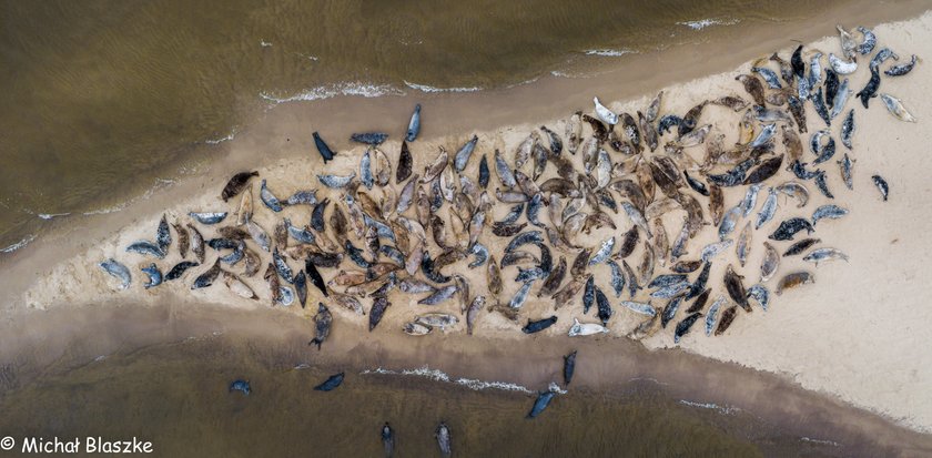 Gdańsk. Stado fok wygrzewa się na Wyspie Sobieszewskiej
