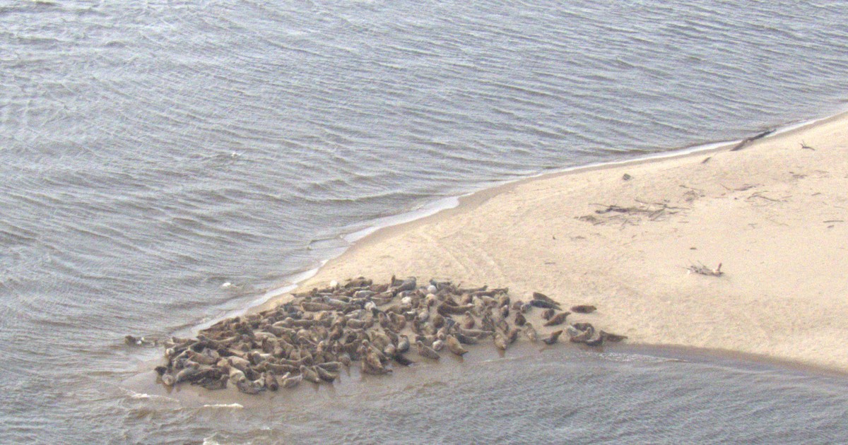 Foki przy ujściu Wisły. Zobacz zdjęcia - Wiadomości