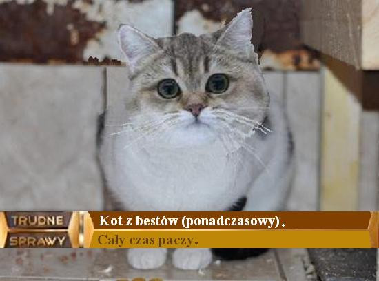 Zobacz najlepsze memy o kotach. Samo życie - Kobieta