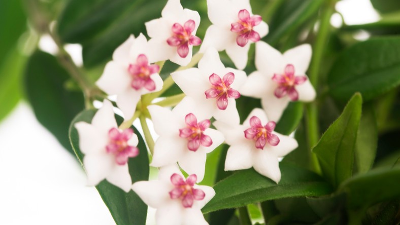 Hoja kwiat - odmiany, uprawa i pielęgnacja, rozmnażanie - Dom