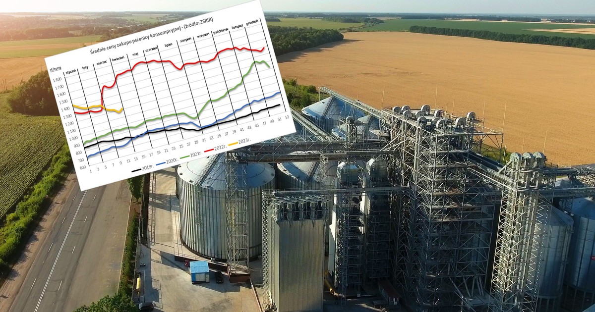 Rząd obiecuje rolnikom dopłaty do zbóż. Takie są teraz rynkowe ceny Rząd obiecuje rolnikom dopłaty do zbóż. Takie są teraz rynkowe ceny