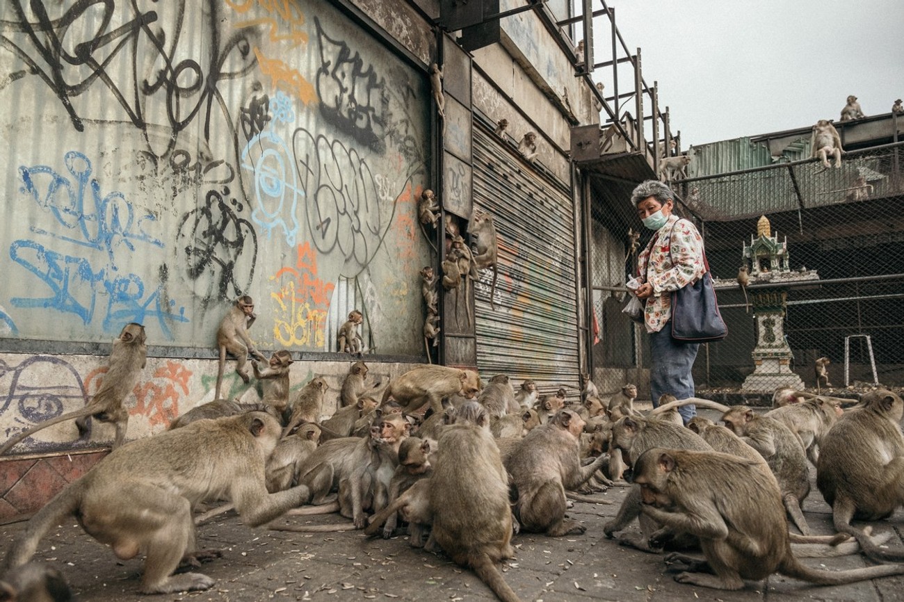 Armija od više od 3.000 majmuna teroriše grad: Podelili se u rivalske ...