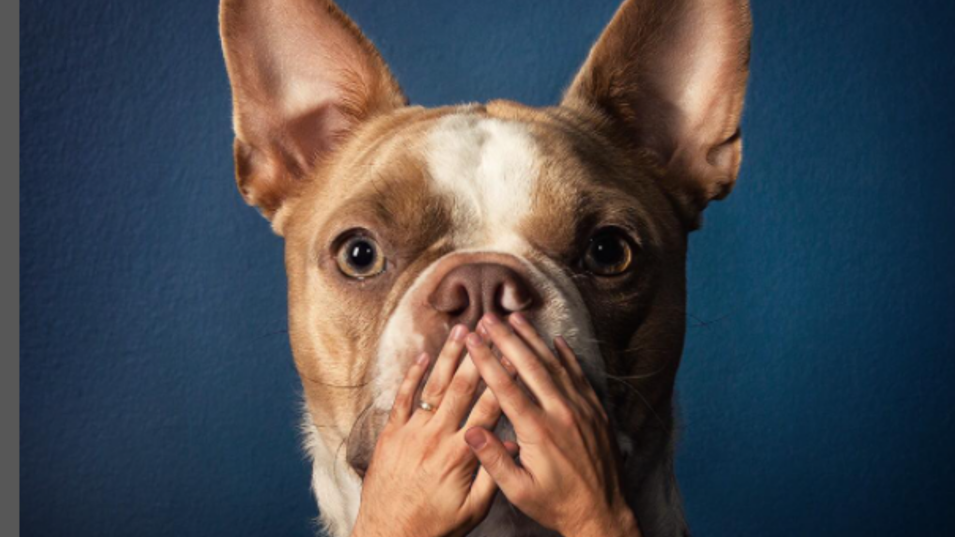 Psy aj mačky majú dve ruky. Podľa novej teórie sú podobné rukám človeka ...