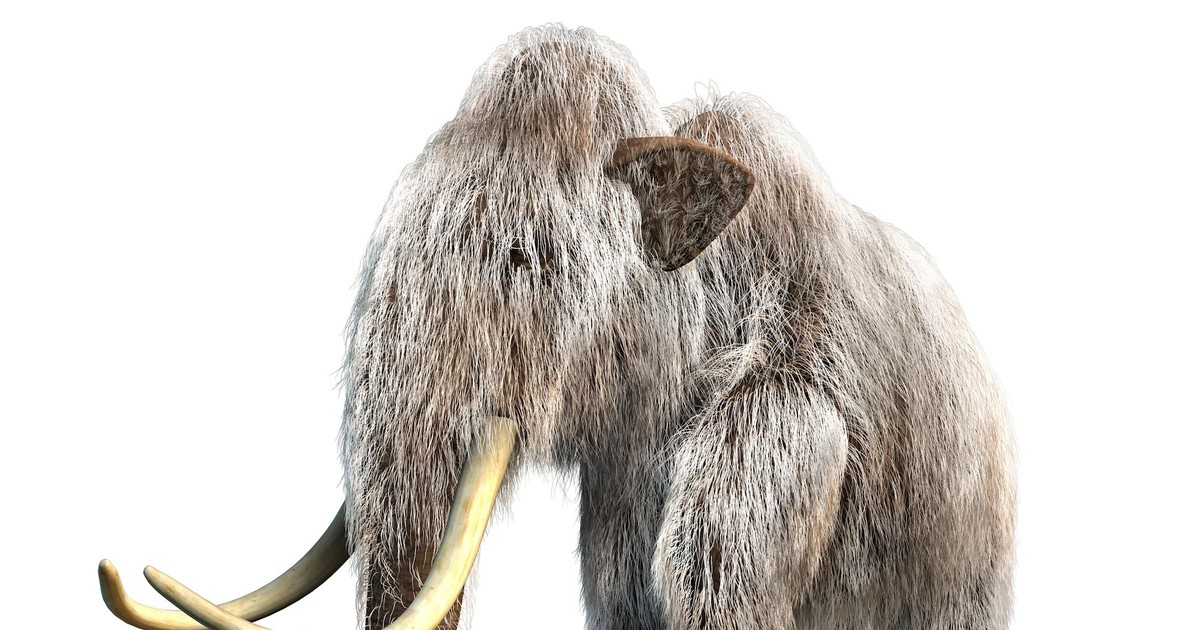 Wskrzeszenie mamuta | Newsweek