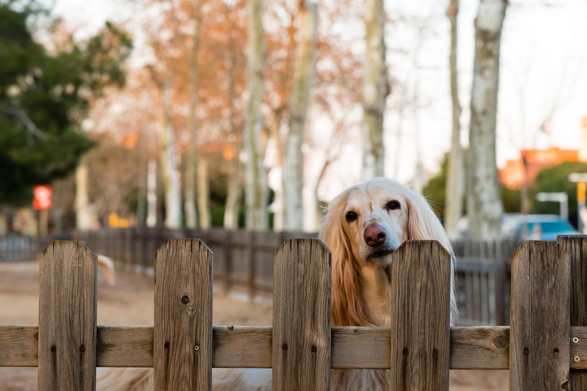 Ovo je 5 najglupljih rasa pasa, prema naučnicima: "Lakše ćete dresirati ...