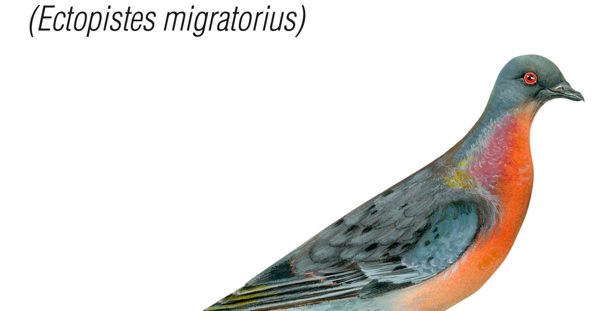 Naukowcy chcą ożywić wymarłe gatunki zwierząt. Na pierwszy ogień ...