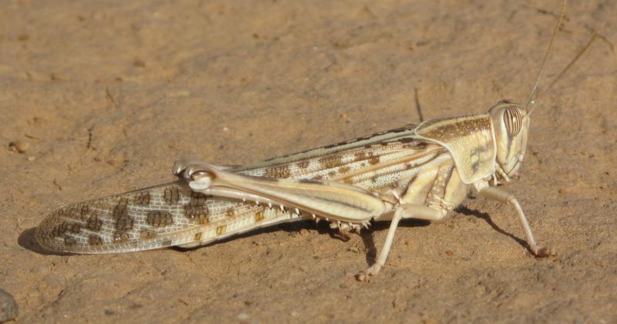 No need for despair, the desert locust invasion ravaging Kenya is a ...