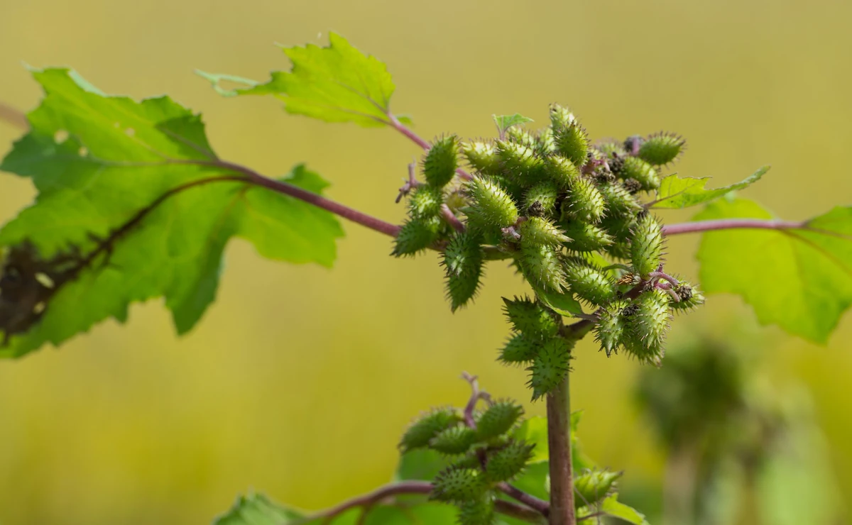 Popularny chwast ma właściwości odmładzające, wygładza zmarszczki ...