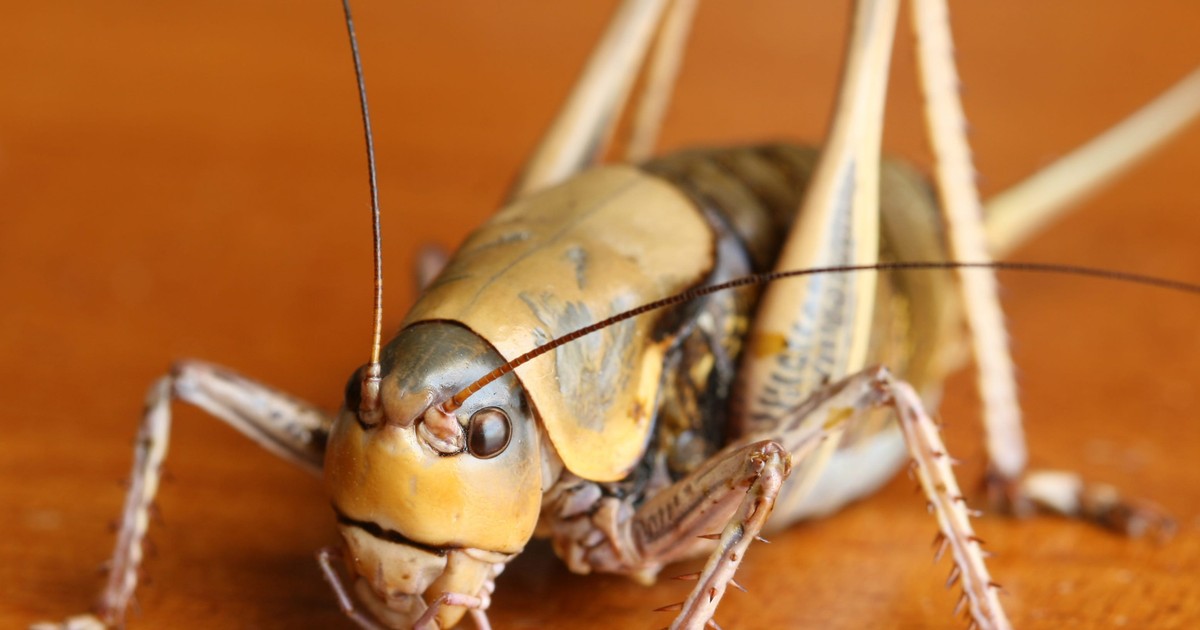 A 'cannibalistic' Mormon cricket infestation has left Nevada residents ...