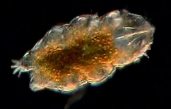 "Vodeni medved" - jedino biće koje može da opstane u otvorenom svemiru