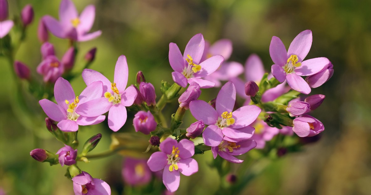 U starom Rimu su je plaćali SUVIM ZLATOM, dovoljno je da SAMO JEDNU ...