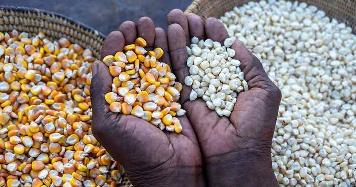 Top 10 largest corn producers in Africa in 2024 | Business Insider Africa