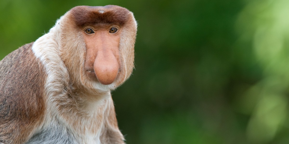 Co to za małpa? Quiz - Podróże