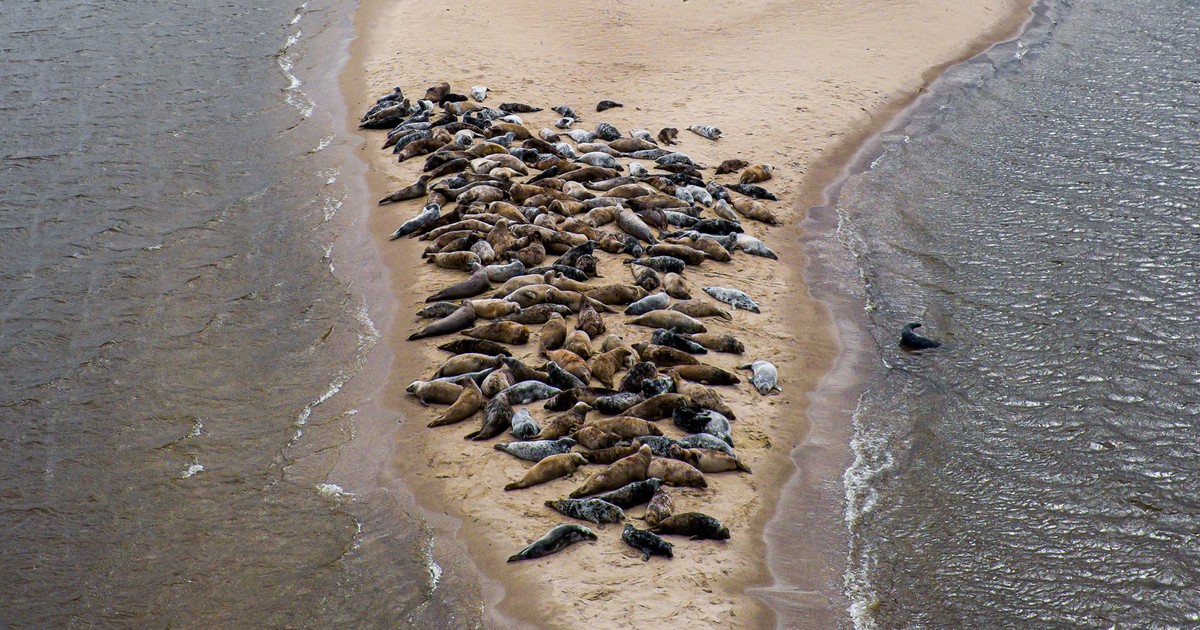Gdańsk. Stado fok wygrzewa się na Wyspie Sobieszewskiej