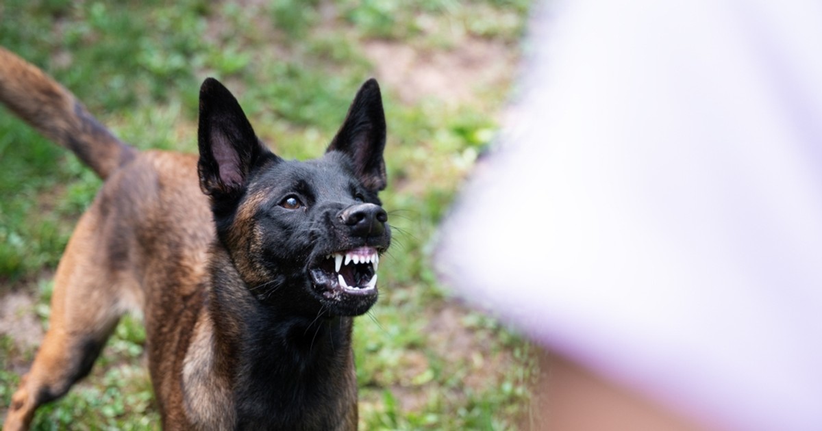 Psy zaatakowały 30-latkę. Trafiła do szpitala z powierzchownymi ranami ...
