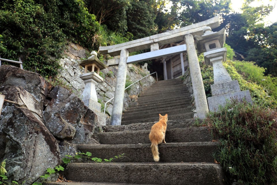 Aoshima - Wyspa Kotów w Japonii - Podróże