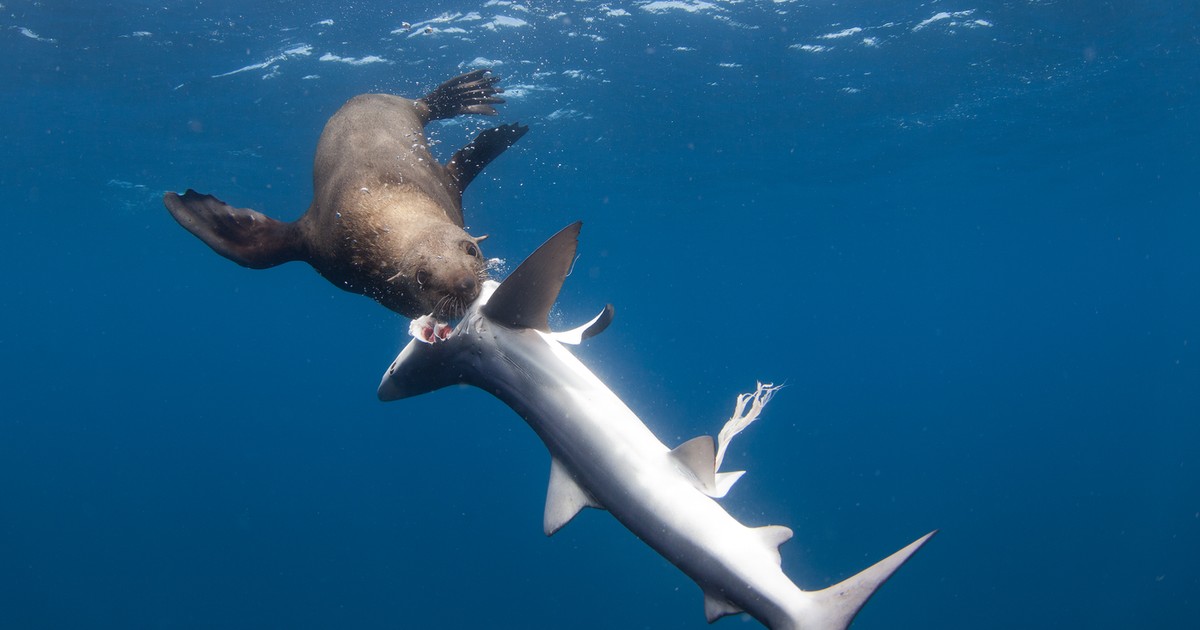 Tydzień z rekinami: "Kto pokona rekina?" w poniedziałek 21 sierpnia w ...