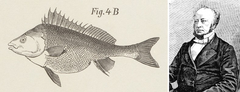 Wilhelm von Blandowski - podróżnik, odkrywca i badacz Australii - Podróże