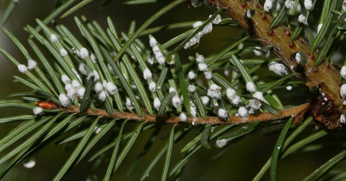 Robaki na choince: jak wybrać najlepsze drzewko na święta? - Noizz