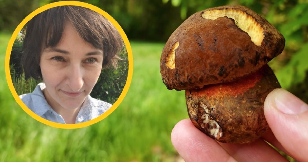 Ten grzyb może wprawiać w zdumienie. Zobaczcie, co się dzieje po ...