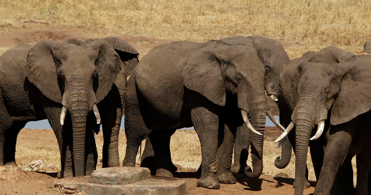 Botswana offers to send 20,000 elephants to Germany, saying it should ...