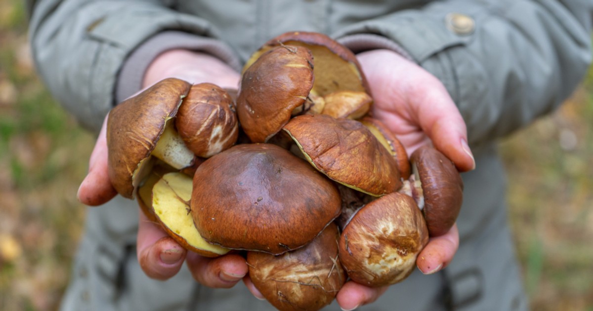 Maślak zwyczajny, maślak pstry, maślak sitarz, maślak żółty. Maślaki to ...