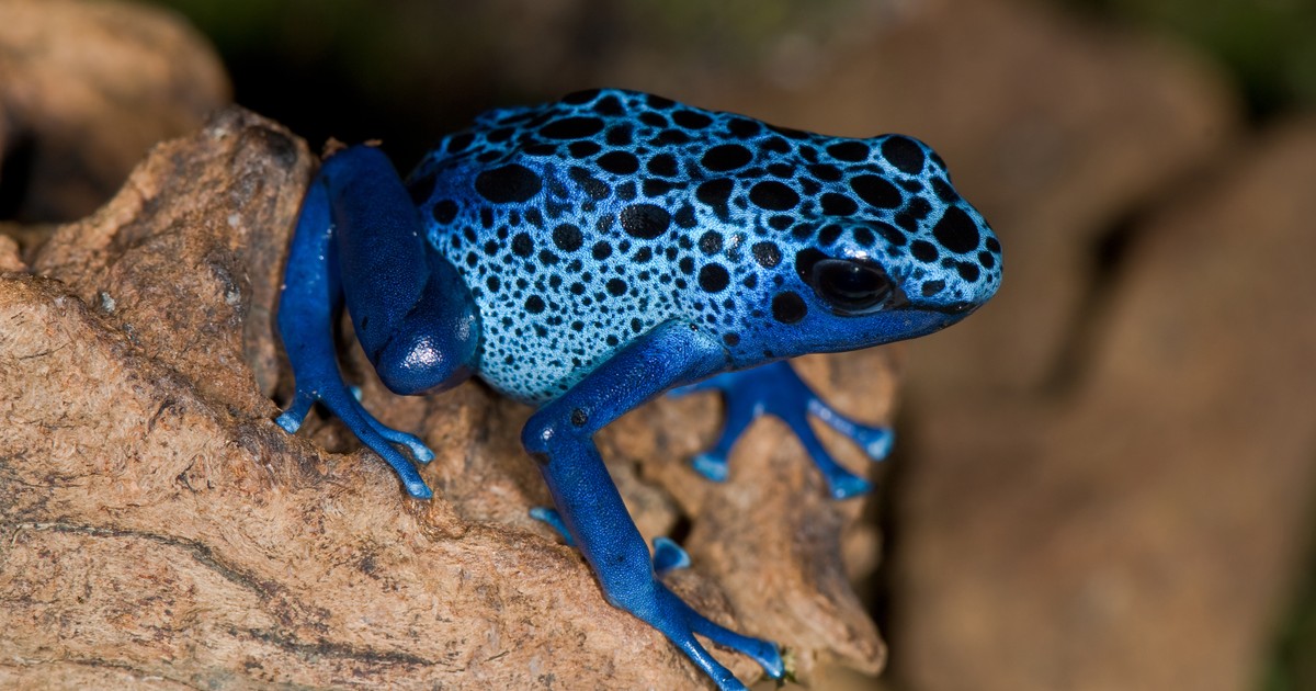 Niebieskie żaby znów w Polsce. Masz tylko dwa tygodnie, żeby je ...