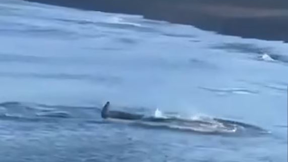 Dve ajkule usnimljene u plićaku na Jadranu: Morski psi se približili samoj plaži (video) - Blic