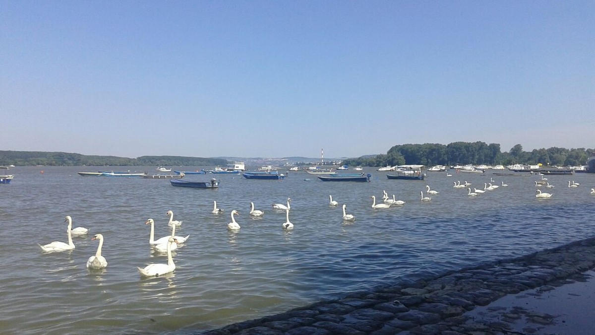 Prizor koji će vas oduševiti: Labudovi "okupirali" Zemunski kej - Blic