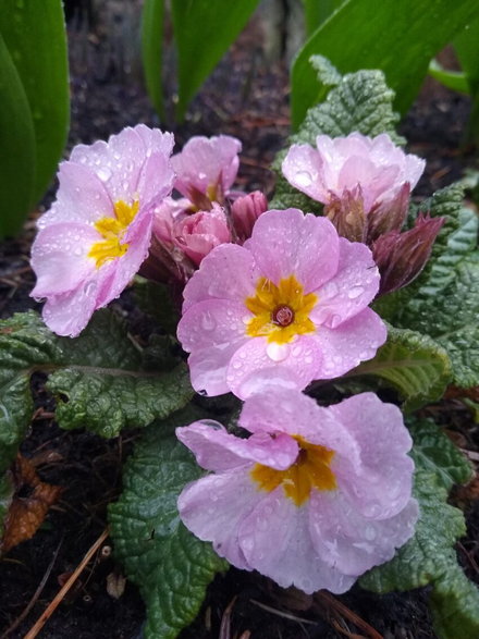 Prymule, czyli pierwiosnki – oznaka wiosny! - Styl życia