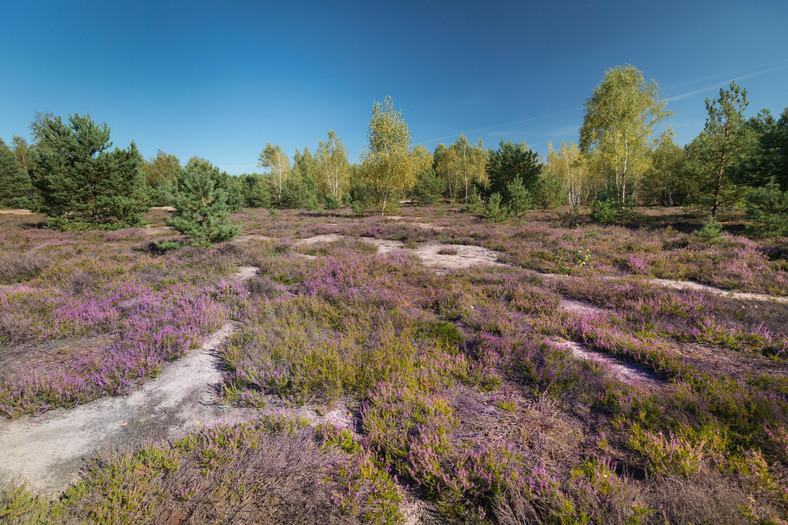 We wrześniu jest tam jak w bajce. Jedno z najpiękniejszych wrzosowisk ...