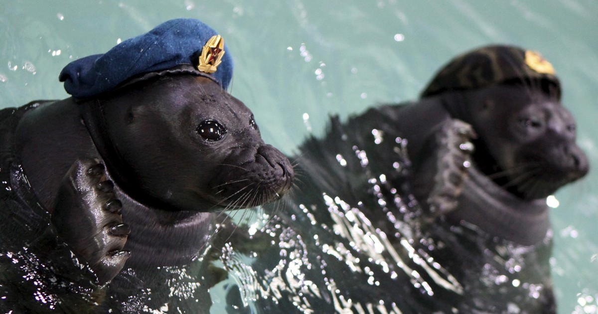 Foki w armii Putina. Zwierzęta na usługach wojska