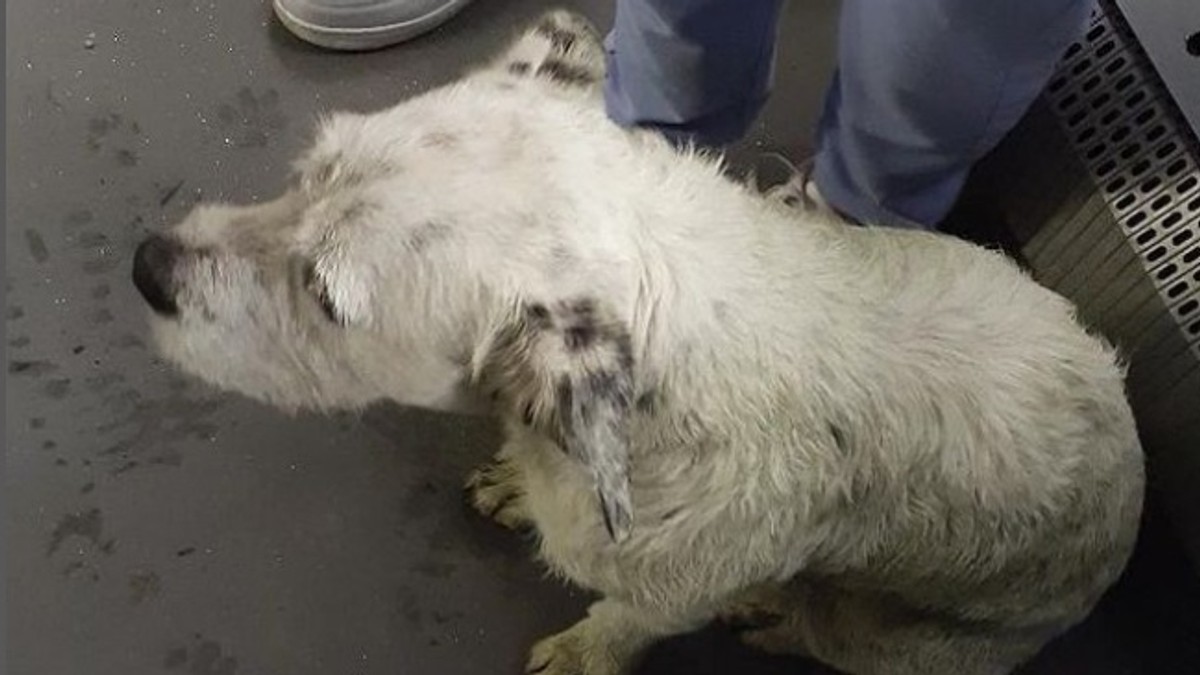 OVAJ PAS VOZI SE GRADSKIM AUTOBUSIMA U POTRAZI ZA DOMOM Dok ga jedni ...