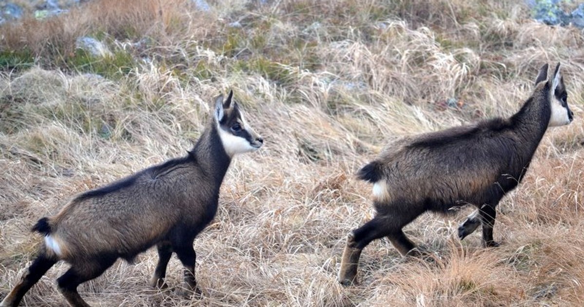 Więcej kozic w Tatrach - Podróże