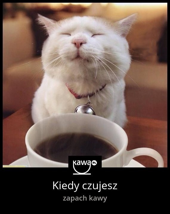 Najlepsze memy o kawie na Dzień Kawy. Spróbuj się nie zaśmiać - Kobieta